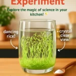 Dancing Rice Experiment