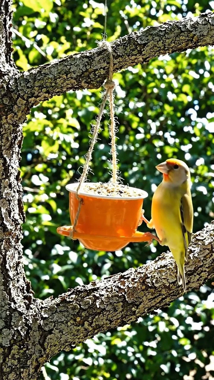 Orange cup bird feeders attract beautiful birds with a simple nature ...
